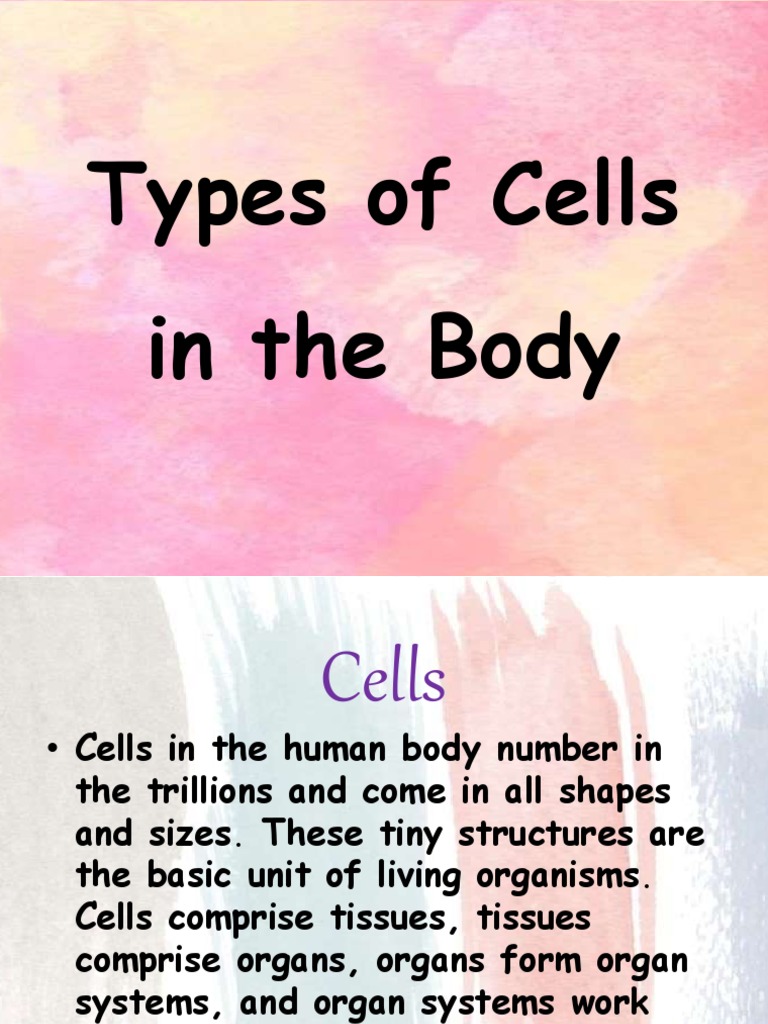 Types of Human Body Cells Explained | PDF | Bone | Pancreas