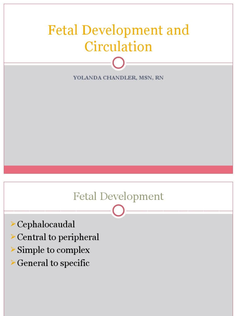 Development and Circulation of The Fetal | PDF | Fetus | Circulatory System