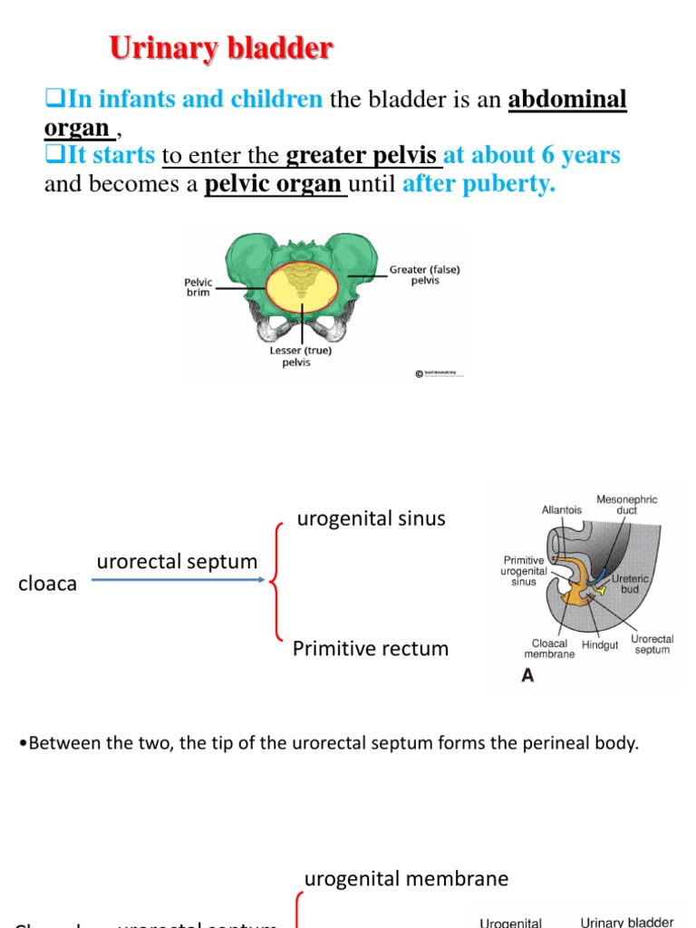 Development of Male Urinary Bladder | PDF