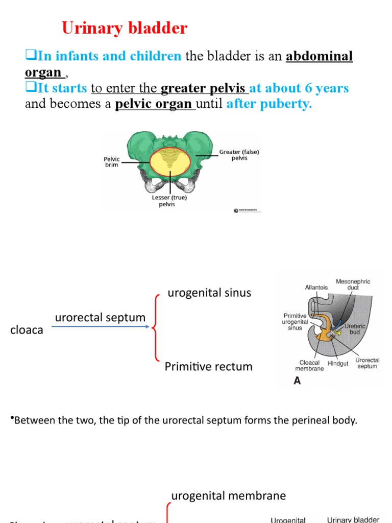Urinary Bladder: in Infants and Children It Starts | PDF | Wellness ...