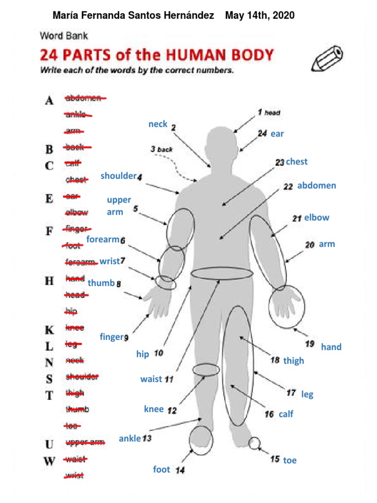 PARTS OF THE HUMAN BODY - MAY 14th | PDF