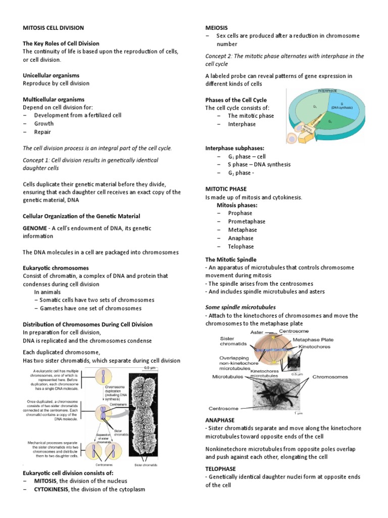 Understanding Mitosis and Cell Division | PDF | Mitosis | Cell Cycle
