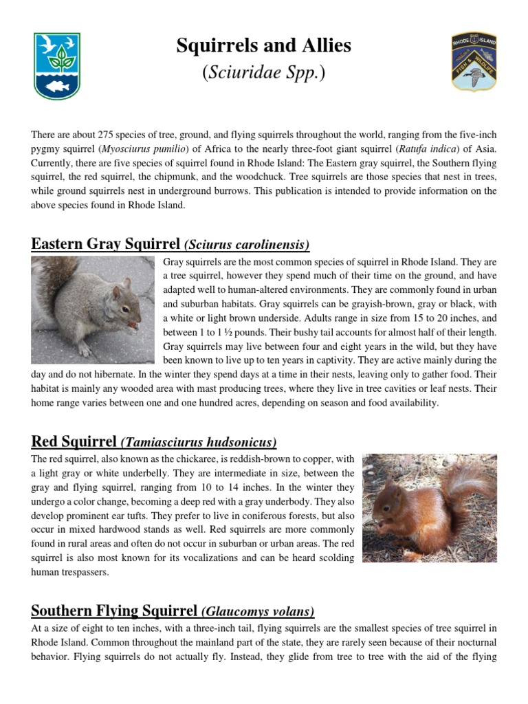 Squirrels and Allies: (Sciuridae SPP.) | PDF | Trapping | Organisms