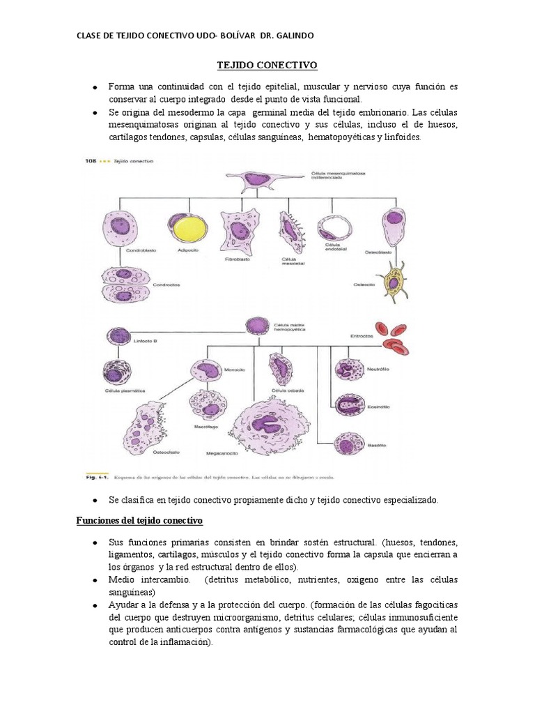 Tejido Conectivo | PDF | Tejido conectivo | Leucocito