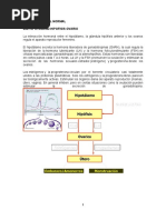 M1. Tema 4 Ciclo Ovárico Foliculogénesis | PDF | Sistema endocrino | Sistema reproductivo