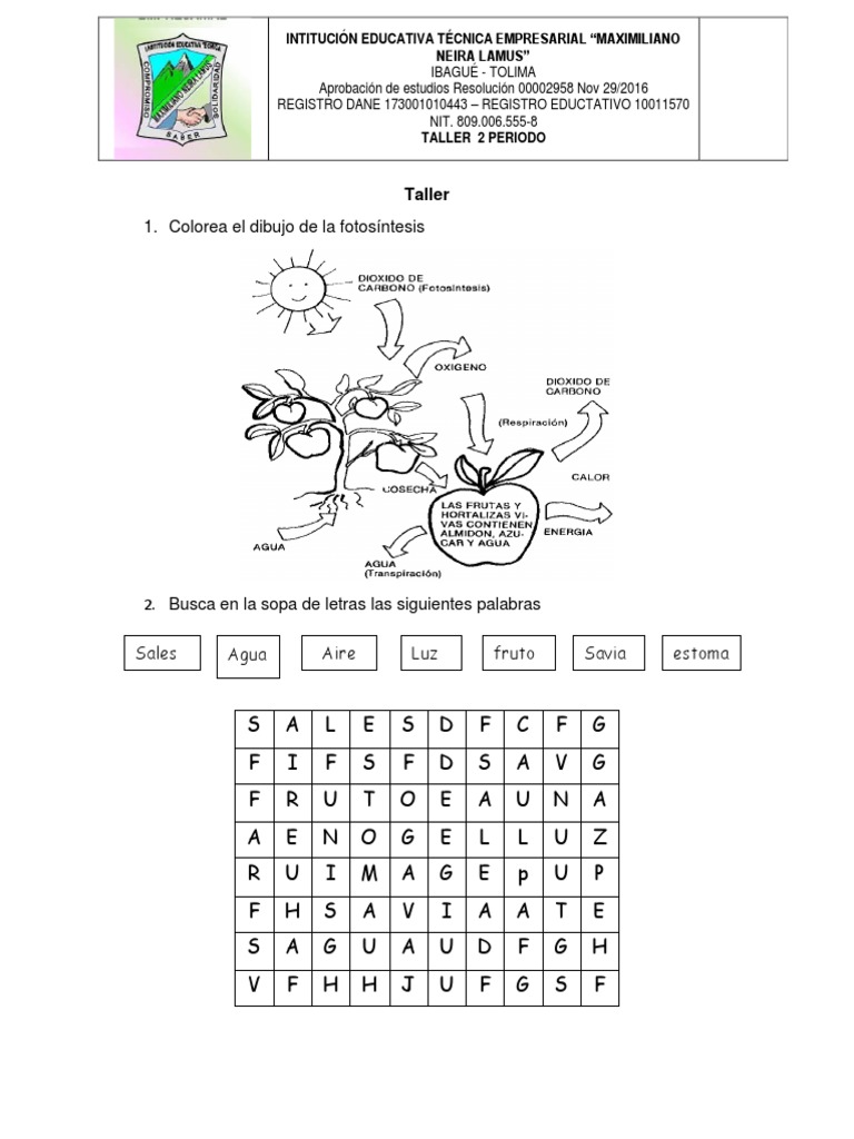 Hoja De Trabajo De Respiración Y Fotosíntesis Diagrama Que Muestra