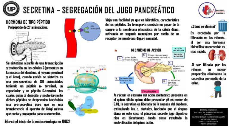 Infografía-secretina-Dennis Fabricio Ruiz Camera-3ro B | PDF | Anatomía ...