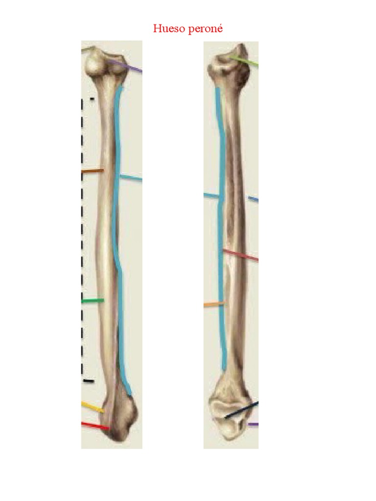 Hueso peroné | PDF