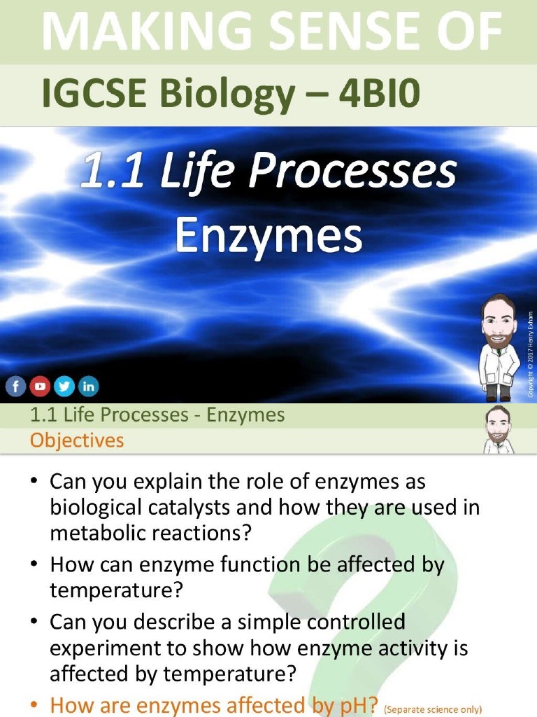 IGCSE Biology - Enzymes | PDF