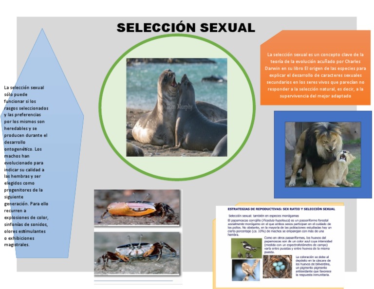 Infografia Seleccion Sexual | PDF