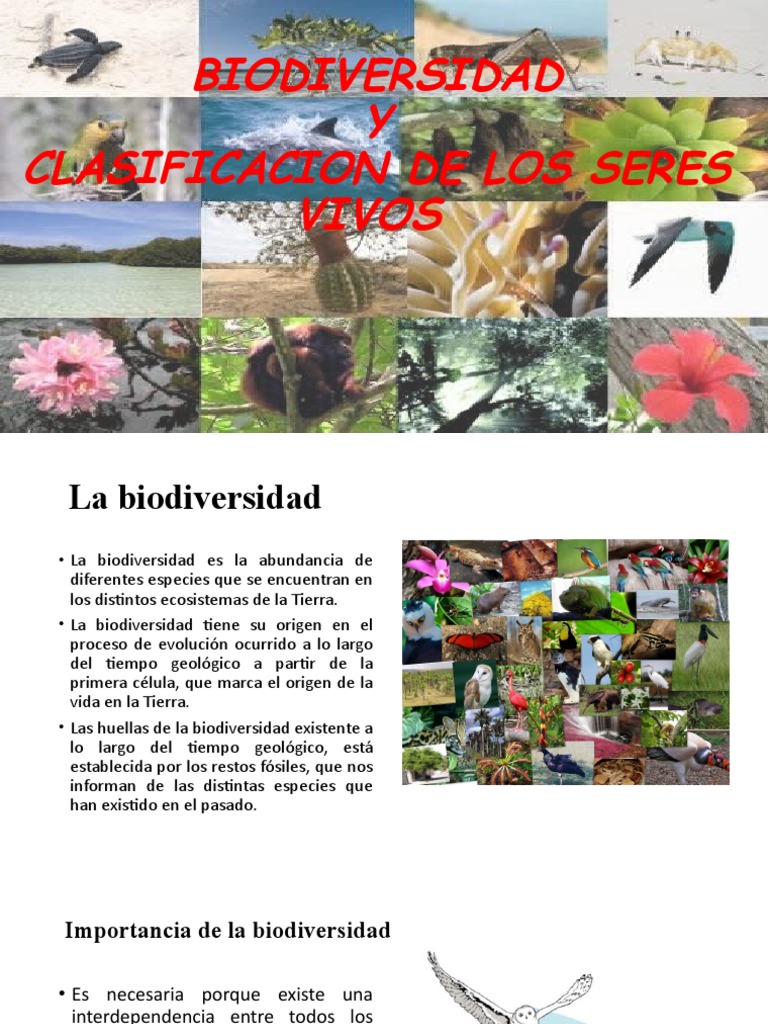 Biodiversidad y Clasificacion de Los Seres Vivos | PDF | Extinción ...