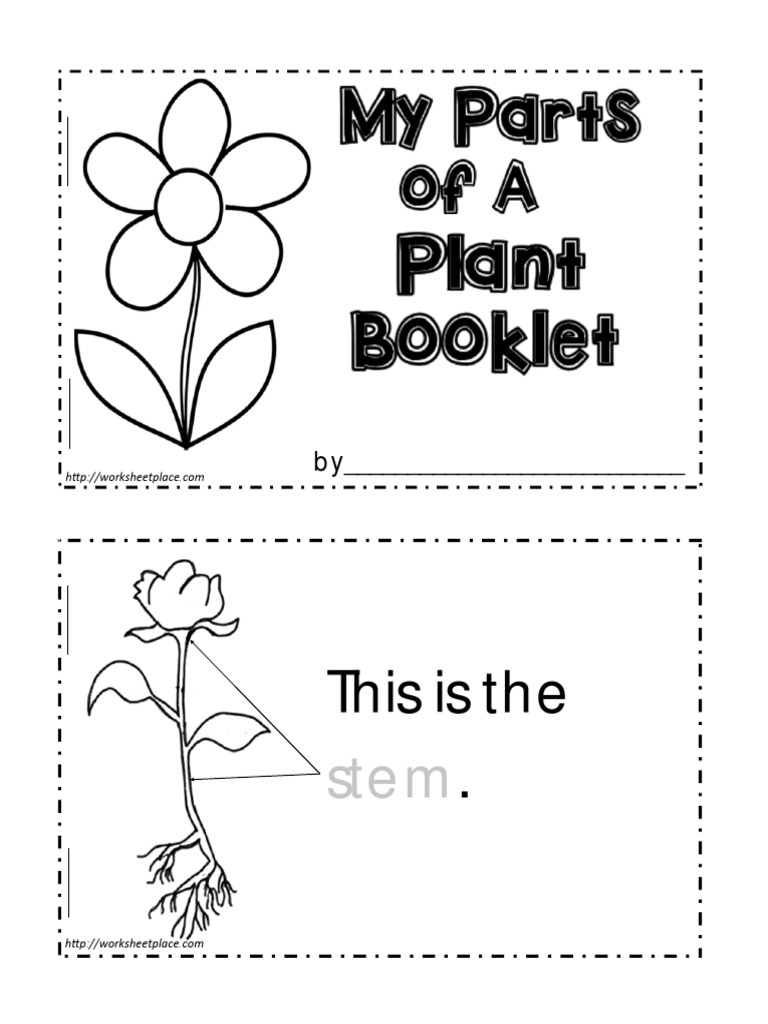 Parts of A Plant | PDF