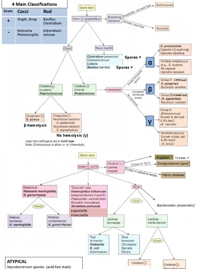 Staph, Strep Bacillus Clostridium Neisseria Pleiomorphic Enterobact ...