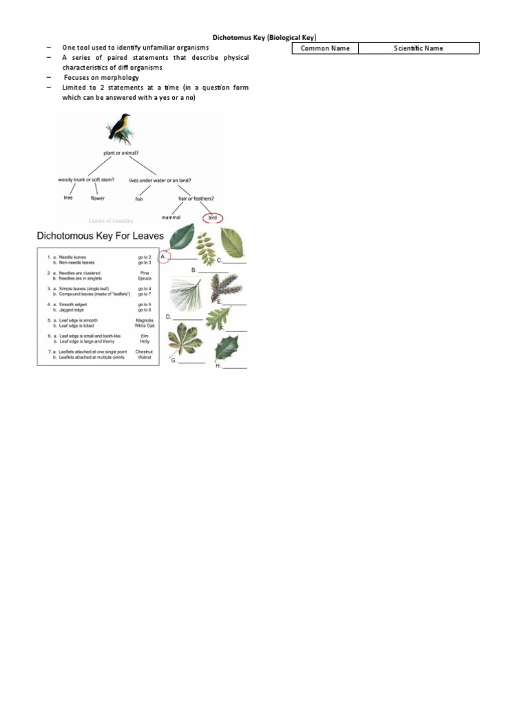 Identifying Organisms Through Dichotomous Keys: A Guide to Classifying ...