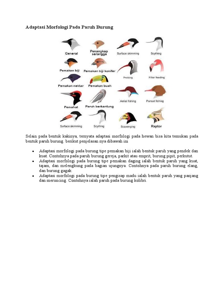 Adaptasi Morfologi Paruh Burung | PDF