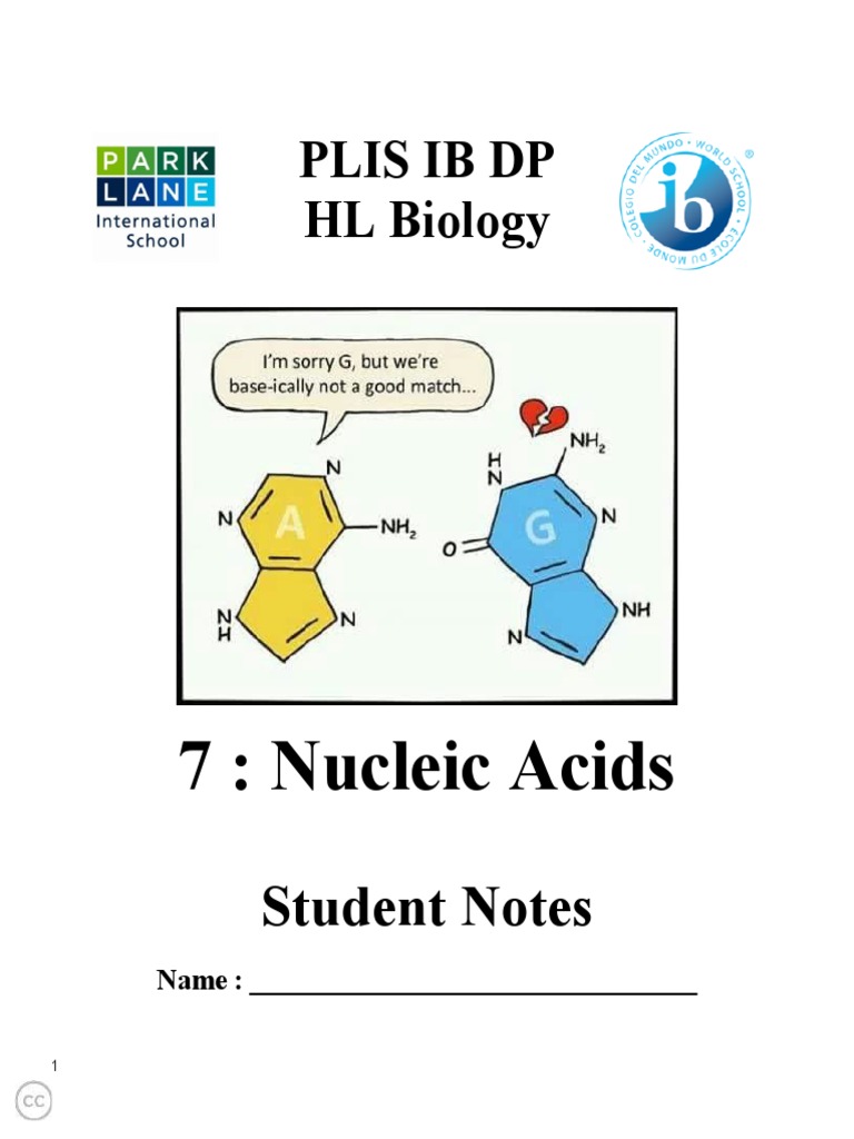 Topic 7 Nucleic Acids IBDP HL Notes | PDF | Dna | Promoter (Genetics)