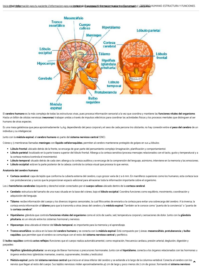 CEREBRO HUMANO - ESTRUCTURA Y FUNCIONES - Actuamed | PDF | Sistema nervioso central | Cerebro