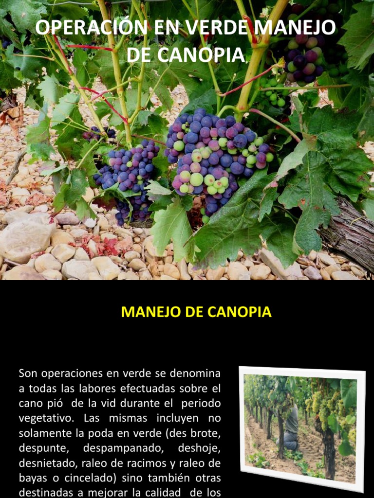 Manejo de Canopia de La Vid | PDF | Vitis | Viticultura