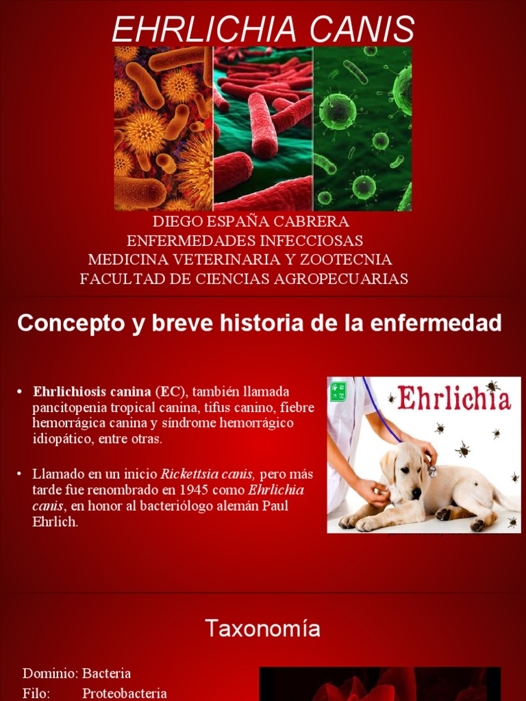 Ehrlichia Canis | PDF | Especialidades Medicas | Microbiología