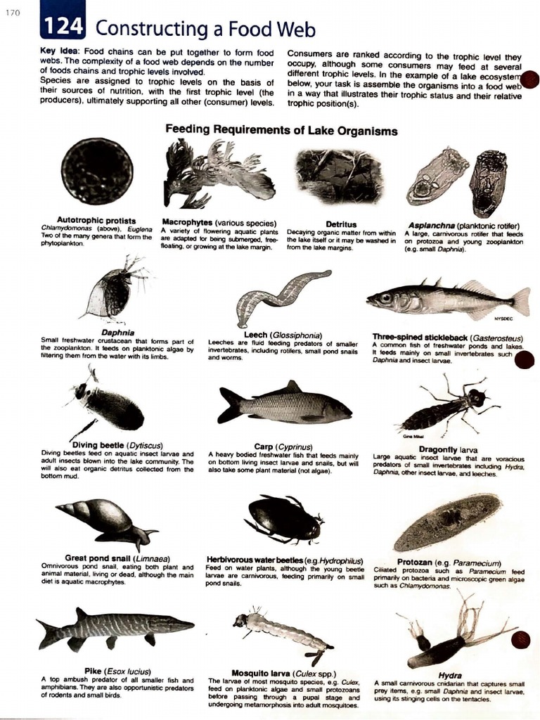 PG 124 Constructing A Food Web | PDF