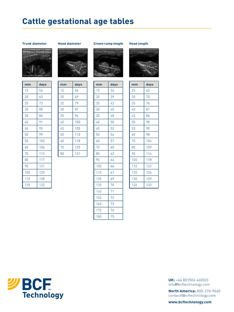 BCF Cattle Gestational Age Tables | PDF