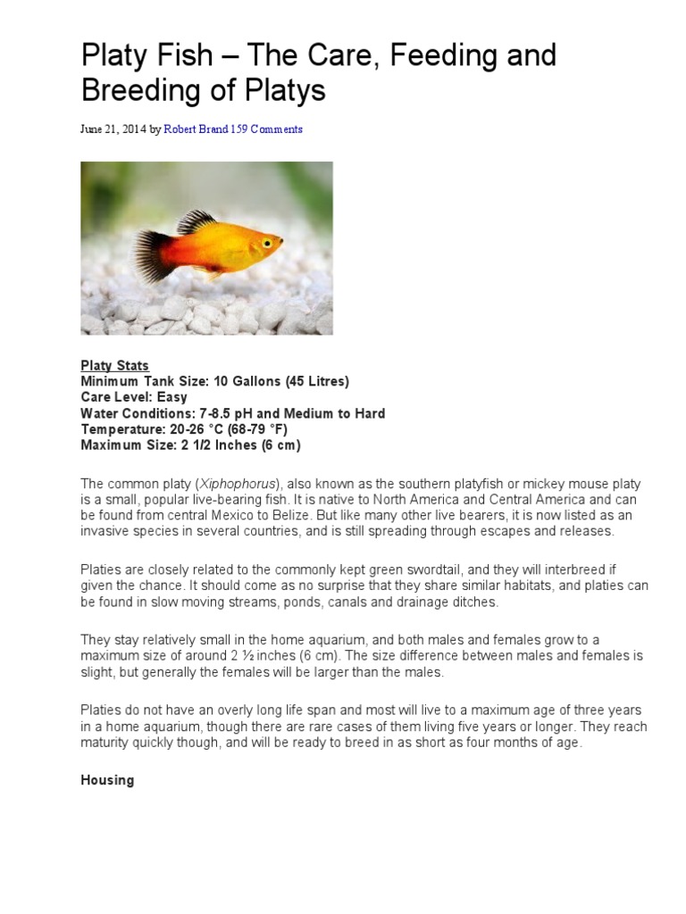 Platy Fish - The Care, Feeding and Breeding of Platys | PDF | Fish ...