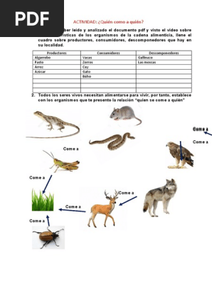 Productores Consumidores Y Descomponedores