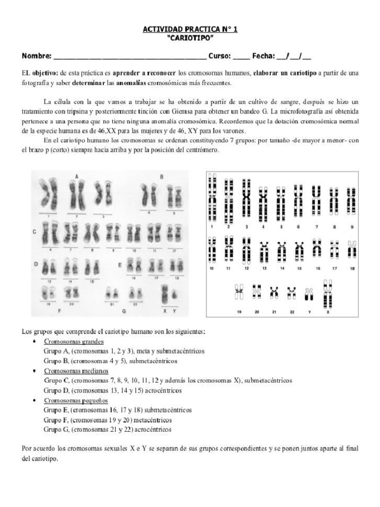 Taller de Cromosomas 1 | PDF