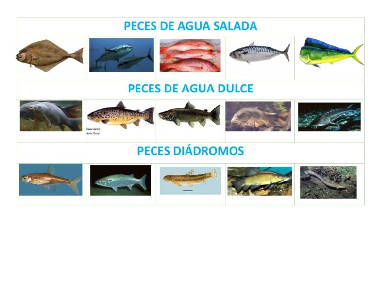 Los Principales Peces De Agua Salada Que Puedes Tener En Casa