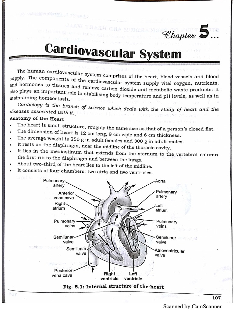 Cardiovascular System | PDF