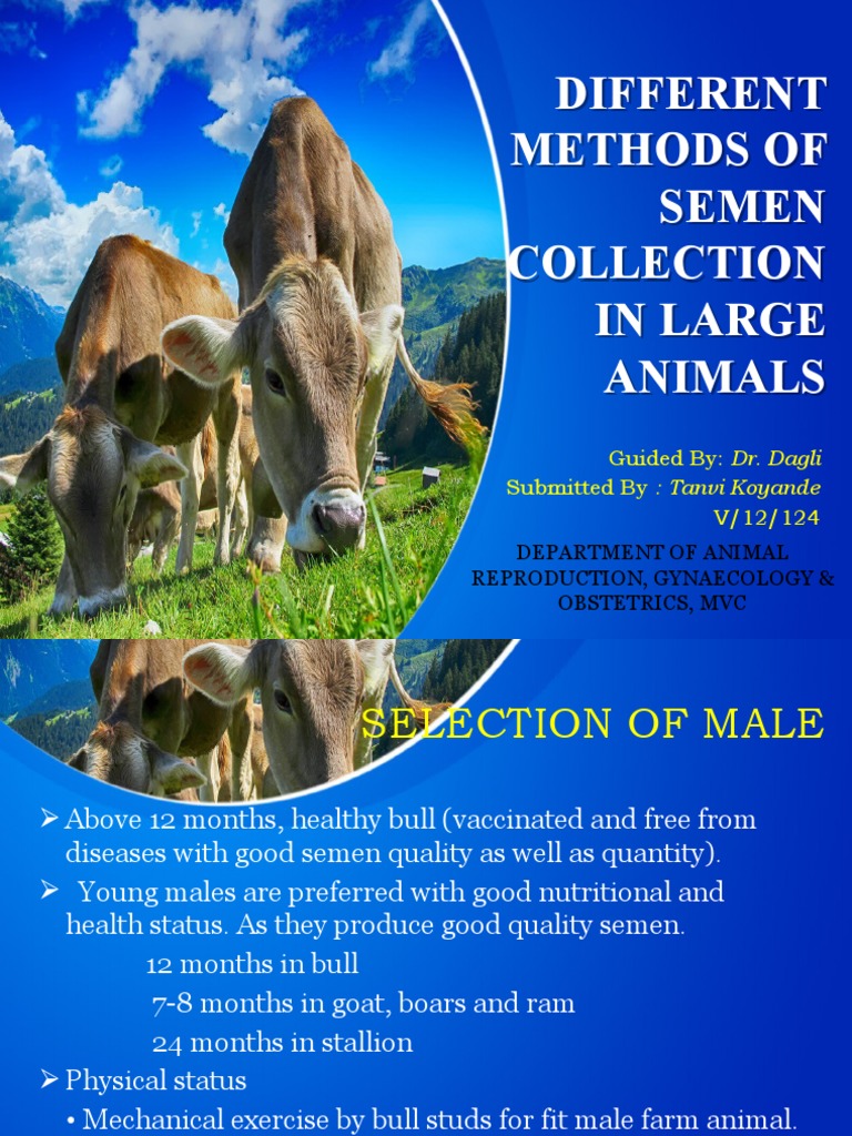 Different Methods of Semen Collection in Large Animals | PDF ...