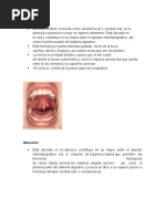Anatomía de La Cavidad Bucal y La Boca Ilustraciones Con Etiquetas ...