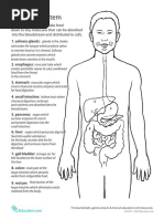 Digestive System Coloring | PDF | Human Digestive System ...