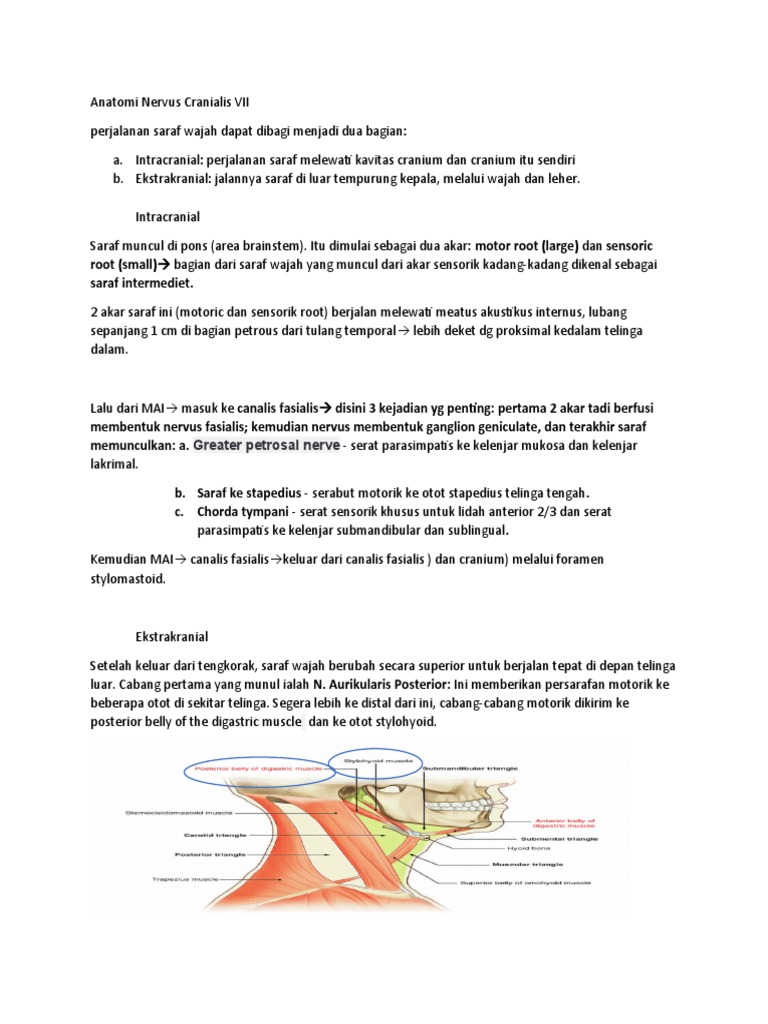 Anatomi Nervus Cranialis VII | PDF