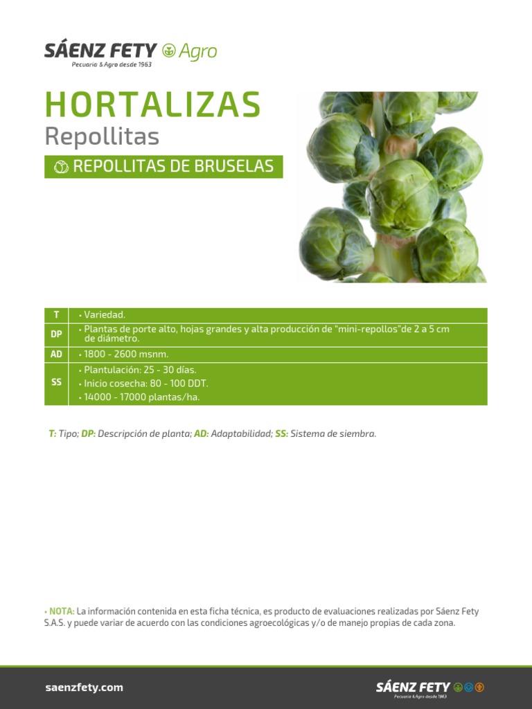 Hortalizas: Repollitas | PDF