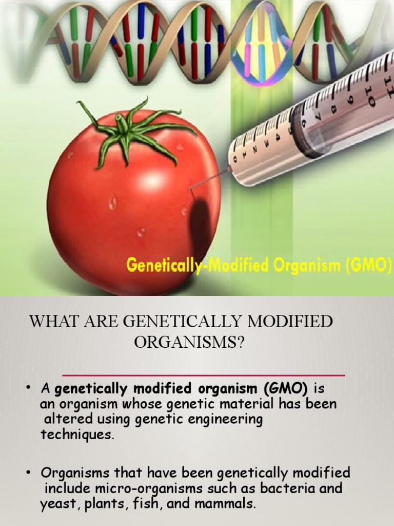 GMO | PDF | Genetically Modified Organism | Genetic Engineering