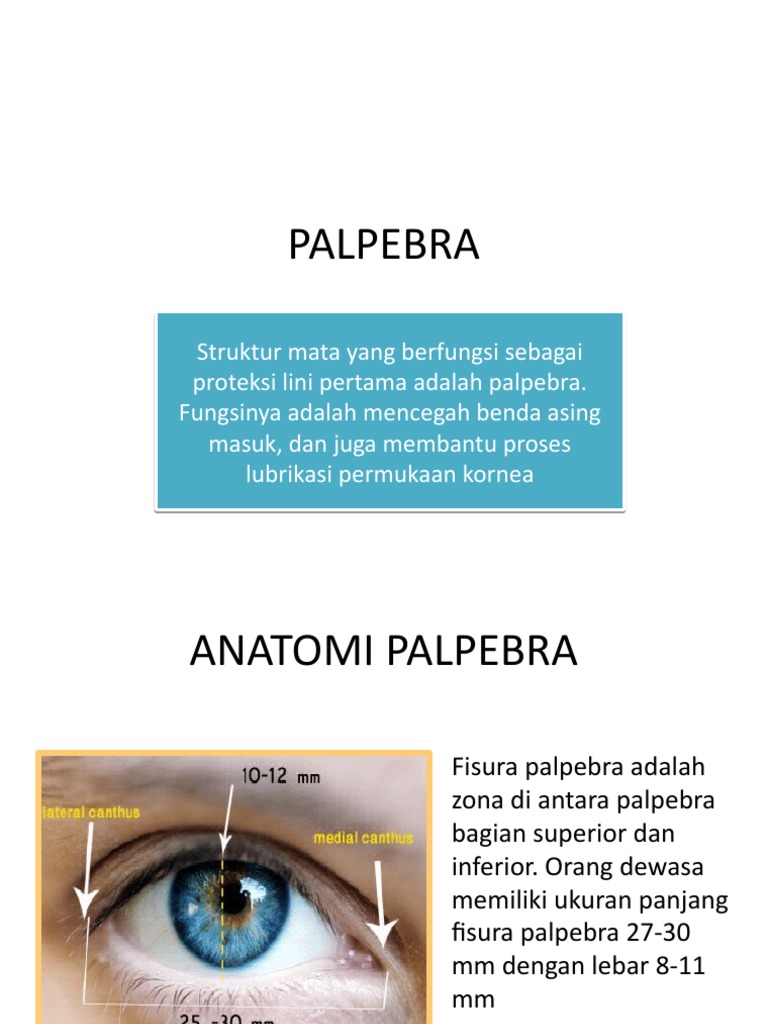 Anatomi dan Fungsi Palpebra Mata | PDF