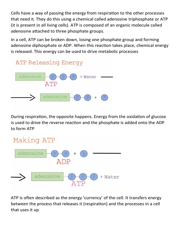 ATP | PDF