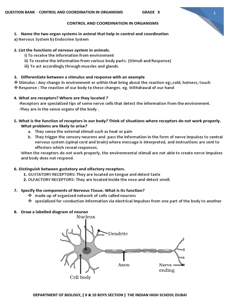 Control and Coordination 2019 PDF | PDF | Nervous System | Stimulus ...