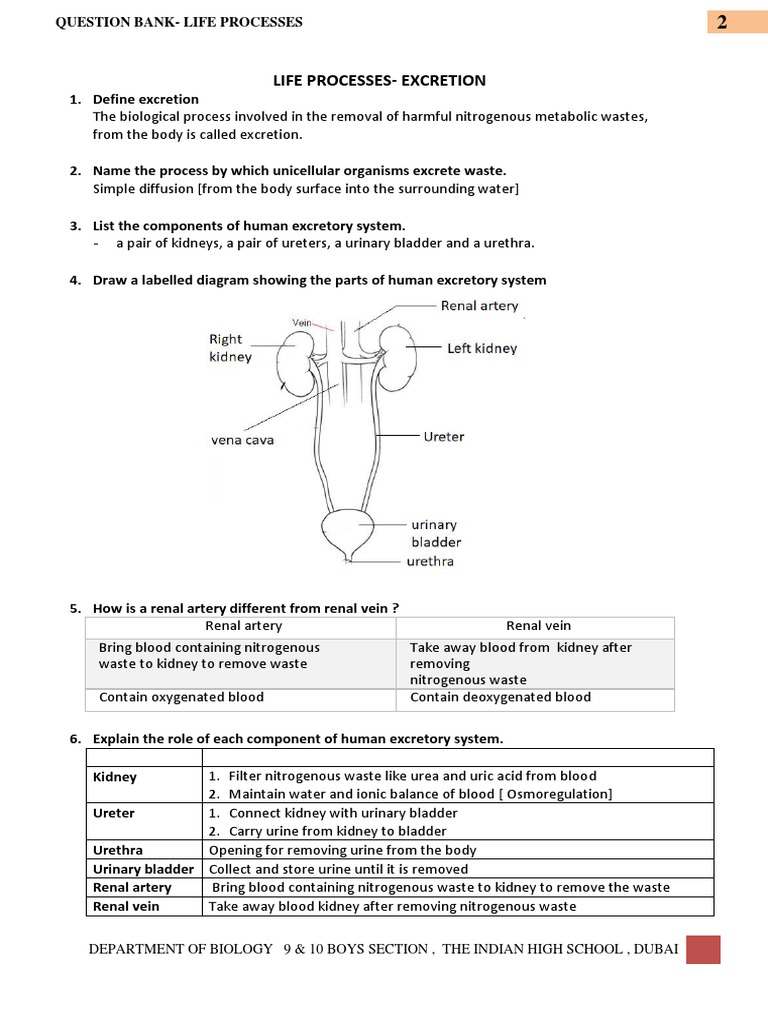 The Role of the Kidney and Nephron in Removing Nitrogenous Waste from ...