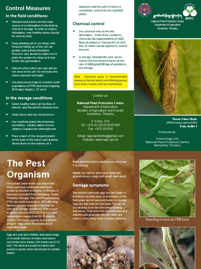 Potato Tuber Moth Brochure | PDF | Plants | Insects