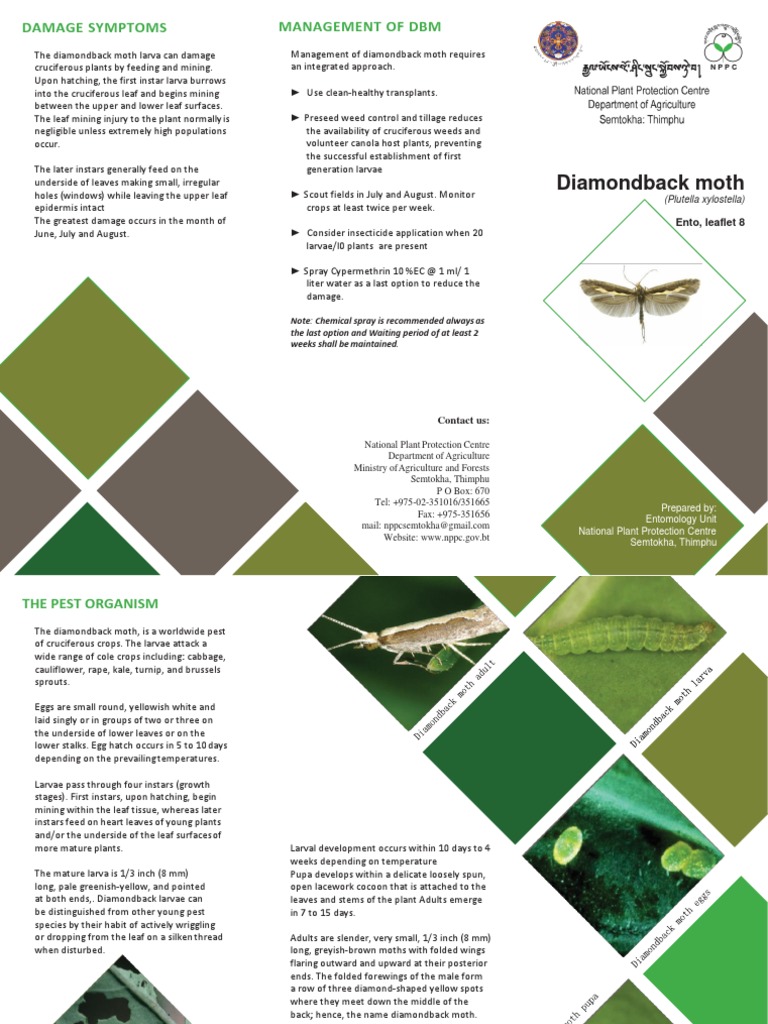Diamondback Moth: Damage Symptoms Management of DBM | PDF | Pupa | Insects