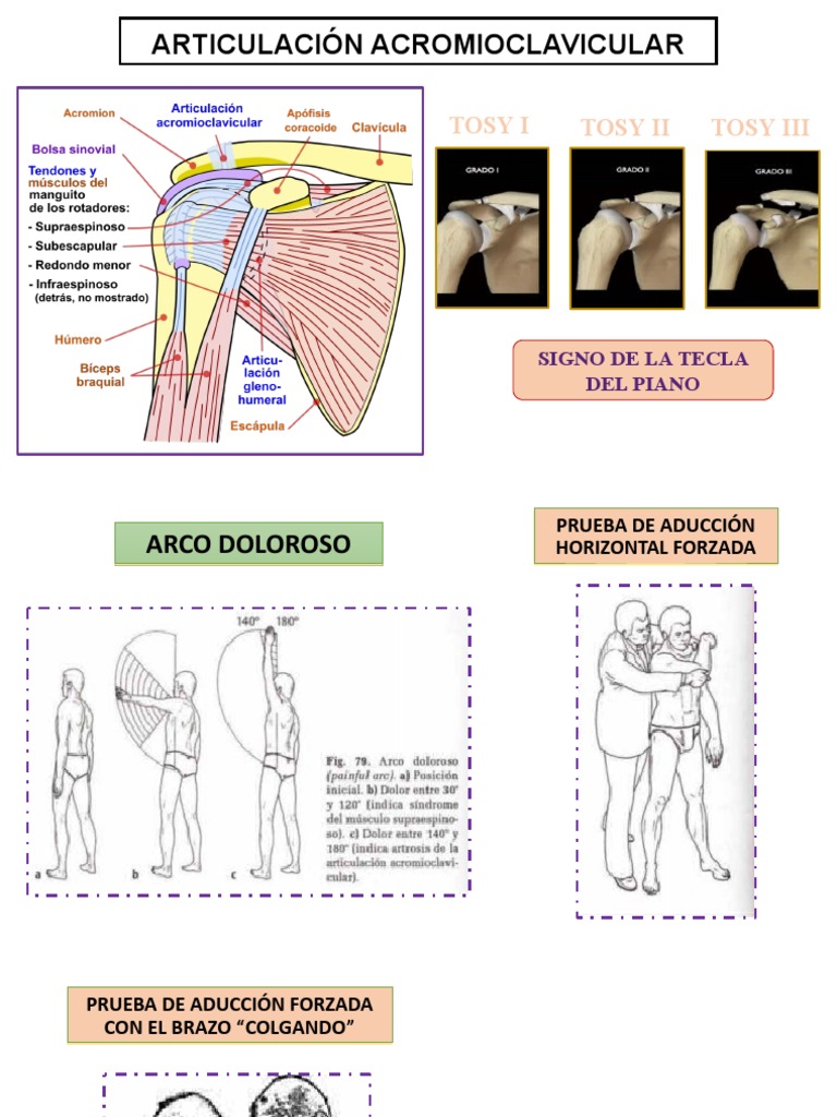 Art Acromioclav | PDF