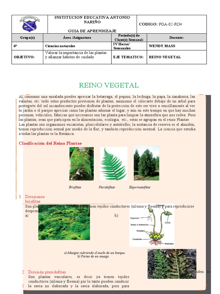 Importancia de las plantas y clasificación del Reino Vegetal | PDF ...