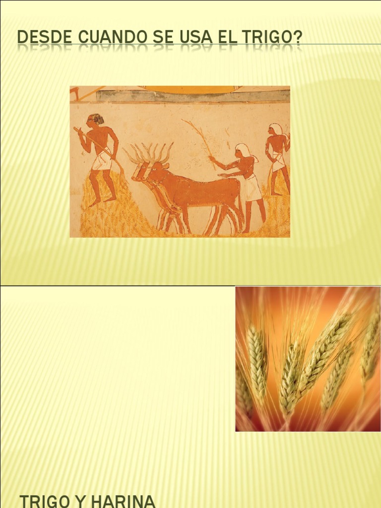 La historia del trigo: desde sus orígenes hasta su uso actual | PDF ...