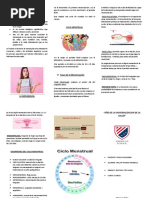 Ligamentos de Sostén Del Útero | PDF | Hormona luteinizante | Ciclo ...