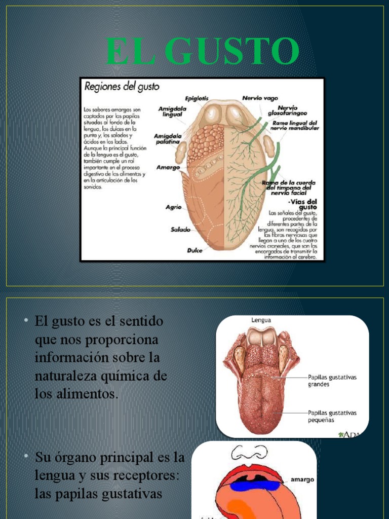 EL GUSTO Exposicion | PDF | Lengua | Gusto