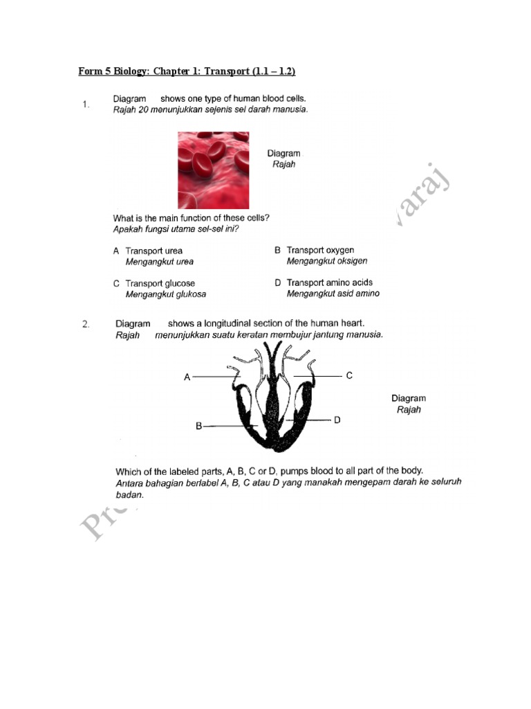 Form 5 Biology (Chapter 1: Transport) | PDF