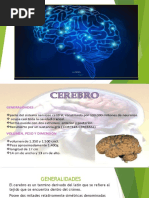 Funciones del Giro Angular en el Cerebro | PDF | Nervio | Cerebro