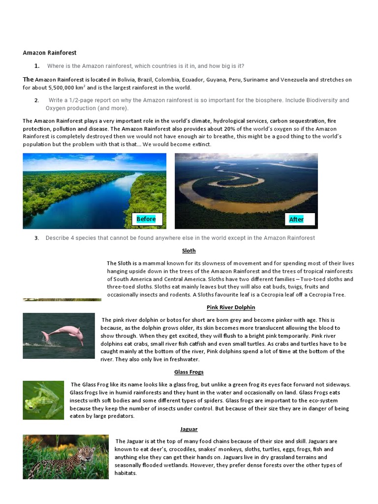 Keystone Species of the Amazon Rainforest | PDF | Amazon Rainforest | Frog